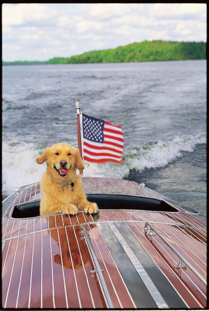 PAMPERED PETS - The Point